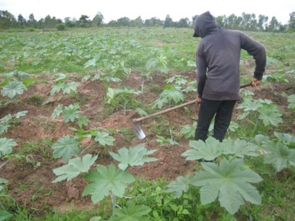 Castor Seeds – Pearlead